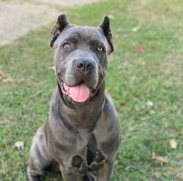Cane Corso Working Dogs for Sale in Missouri | Ford 45 Cane Corso
