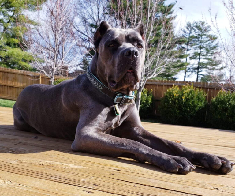 Cane Corso Working Dogs for Sale in Missouri | Ford 45 Cane Corso